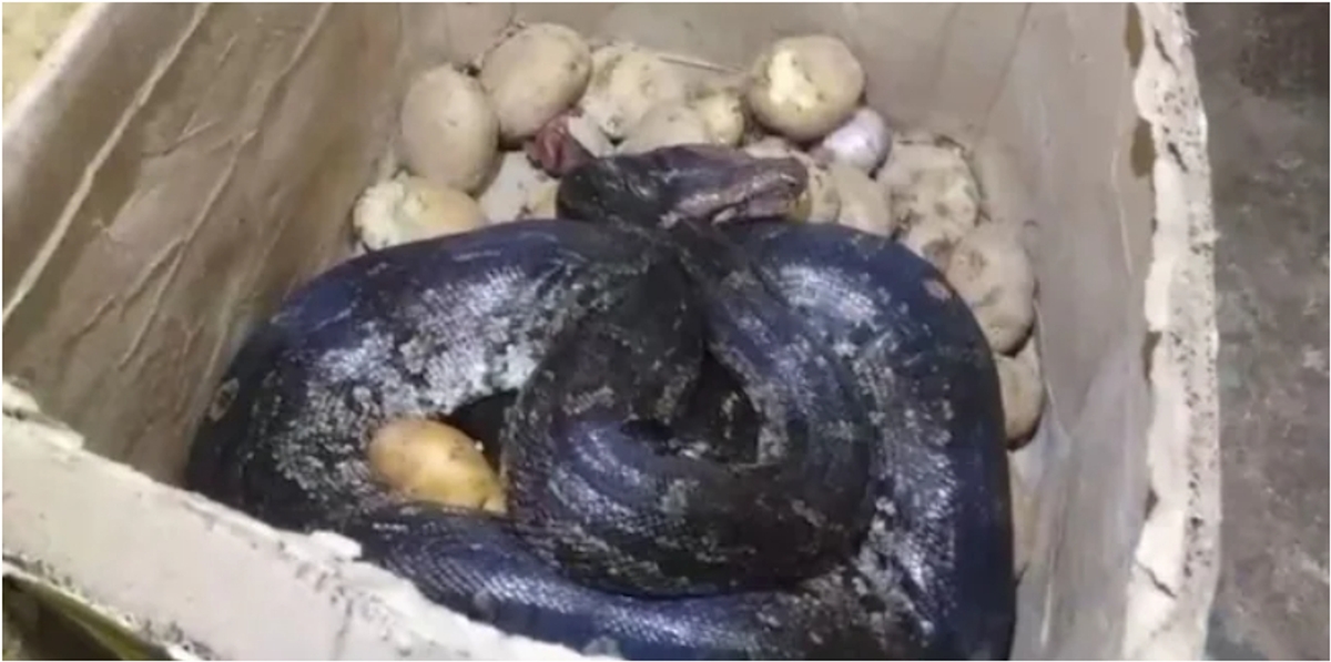Giant Python Found Inside Potato Box എട്ടടി നീളം, ഹോട്ടലിലെ ഉരുളക്കിഴങ്ങ് പെട്ടിക്കുള്ളി ...