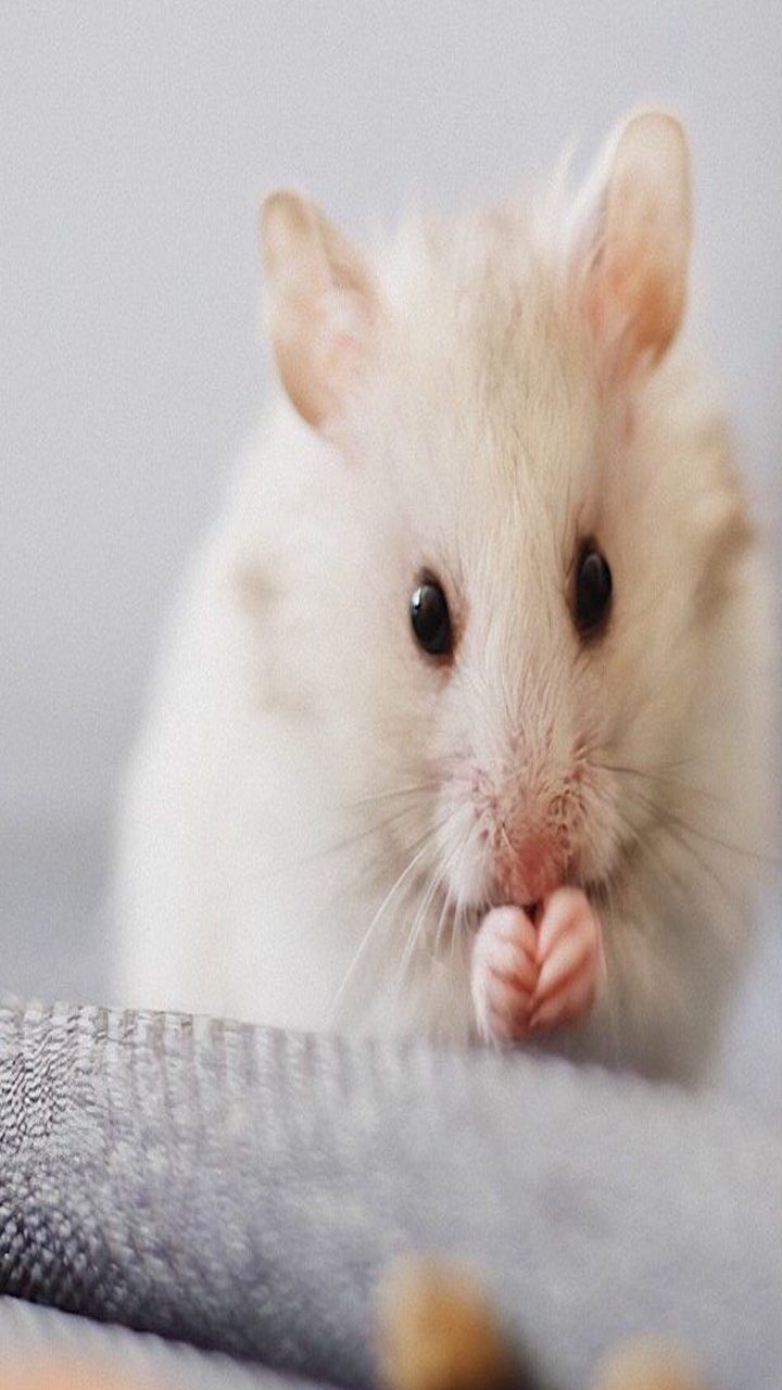 Get rid of rats: Home remedies, tips, and tricks | Asianet Newsable