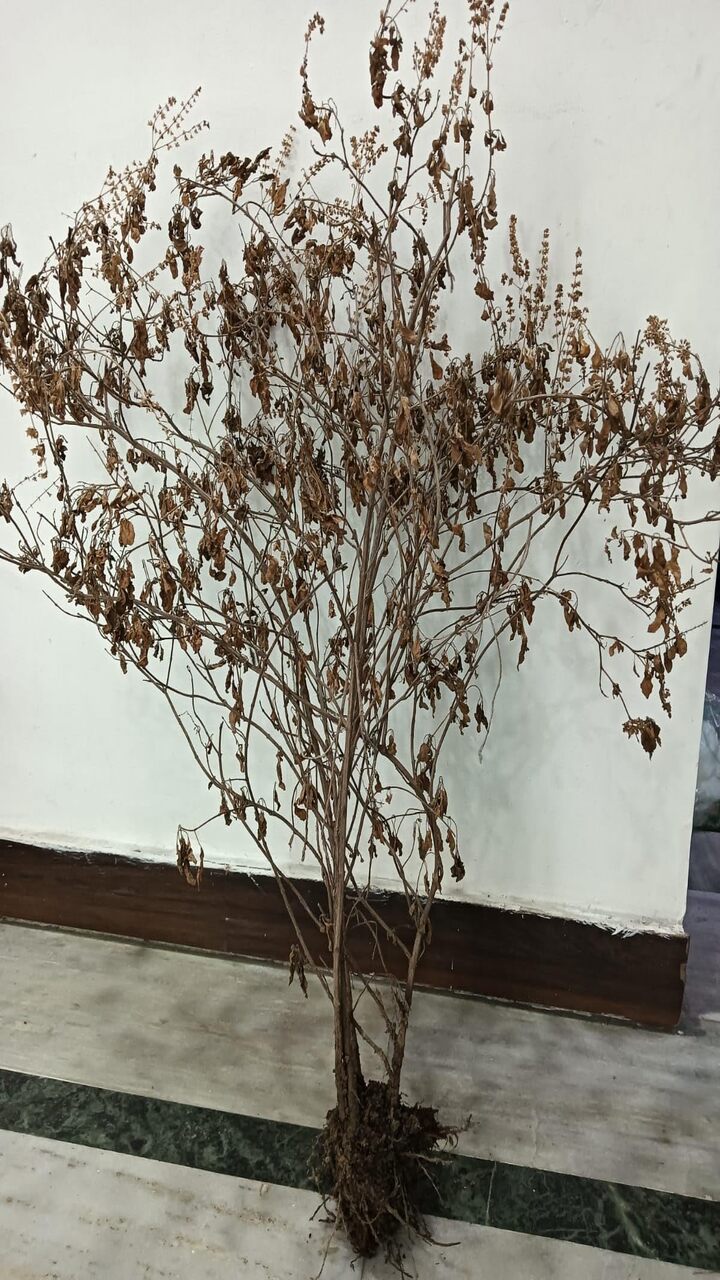 सूखे तुलसी के पौधे को फेंके नहीं, करें ये काम - uses of dry tulsi plant ...