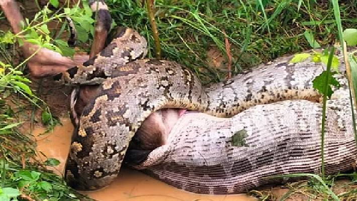 गाय को जिंदा निगल गया 16 फीट का अजगर, लोगों ने कैसे छुड़ाया, देखें ...