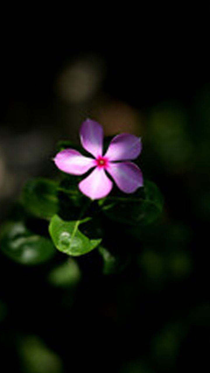 चलती-फिरती दवा है ये फूल, बिन पानी बिन खाद कहीं भी उगाएं! - benefits of ...