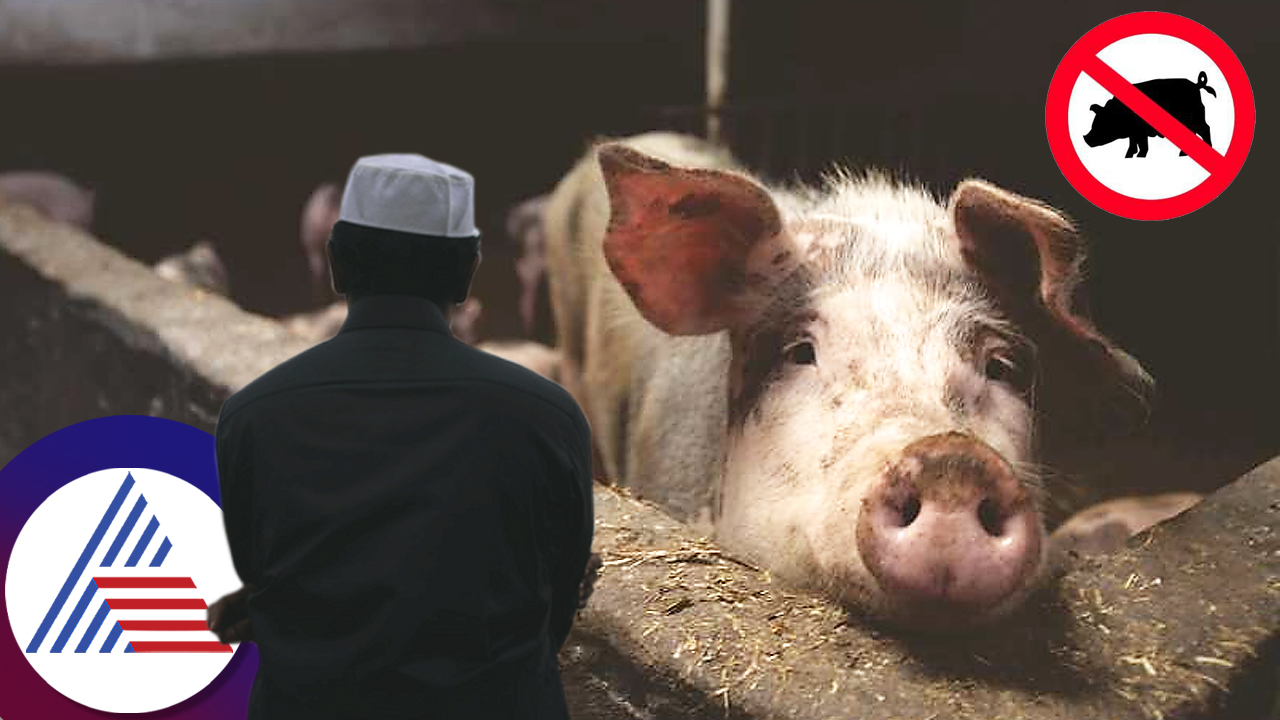 मुस्लिम समुदाय क्यों नहीं खाते सूअर का मांस? | Why Muslim Community ...