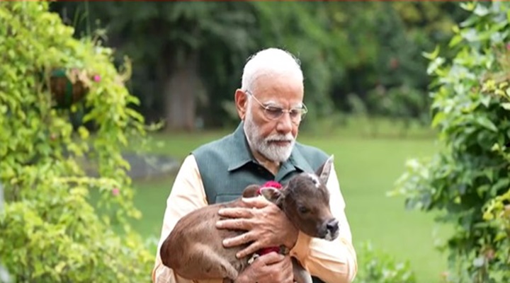 PM Modi welcomes new calf 'Deepjyoti' at Lok Kalyan Marg residence ...