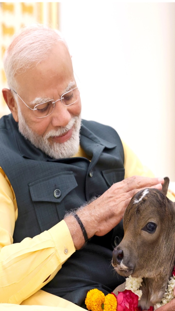 PM नरेंद्र मोदींनी कोणत्या जातीची पाळली गाय, जगात कोणती जात आहे खास ...