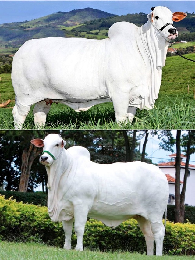 Meet Viatina-19 FIV Mara Moveis, world's most expensive cow | Asianet ...