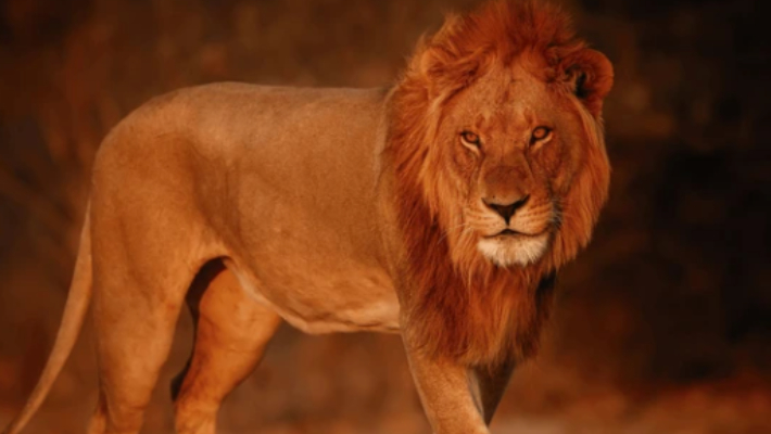 शेर से सामना : CCTV में कैद हुई रूह कंपा देने वाली घटना ! - lion ...