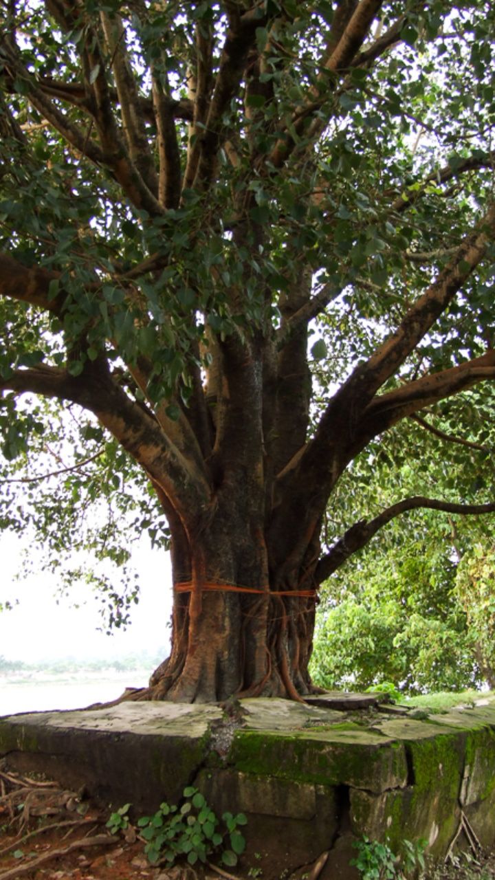 पिंपळाच्या झाडाला वृक्षांचा देव का म्हणतात? - peepal tree importance ...