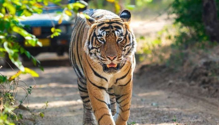 Exploring Nagpur: India’s Tiger Capital and its Stunning Wildlife ...