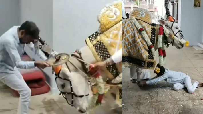 नंदी का रौद्र रूप : शिवभक्त पर अचानक बिगड़ा, पटका फिर किया दुलार,Watch ...