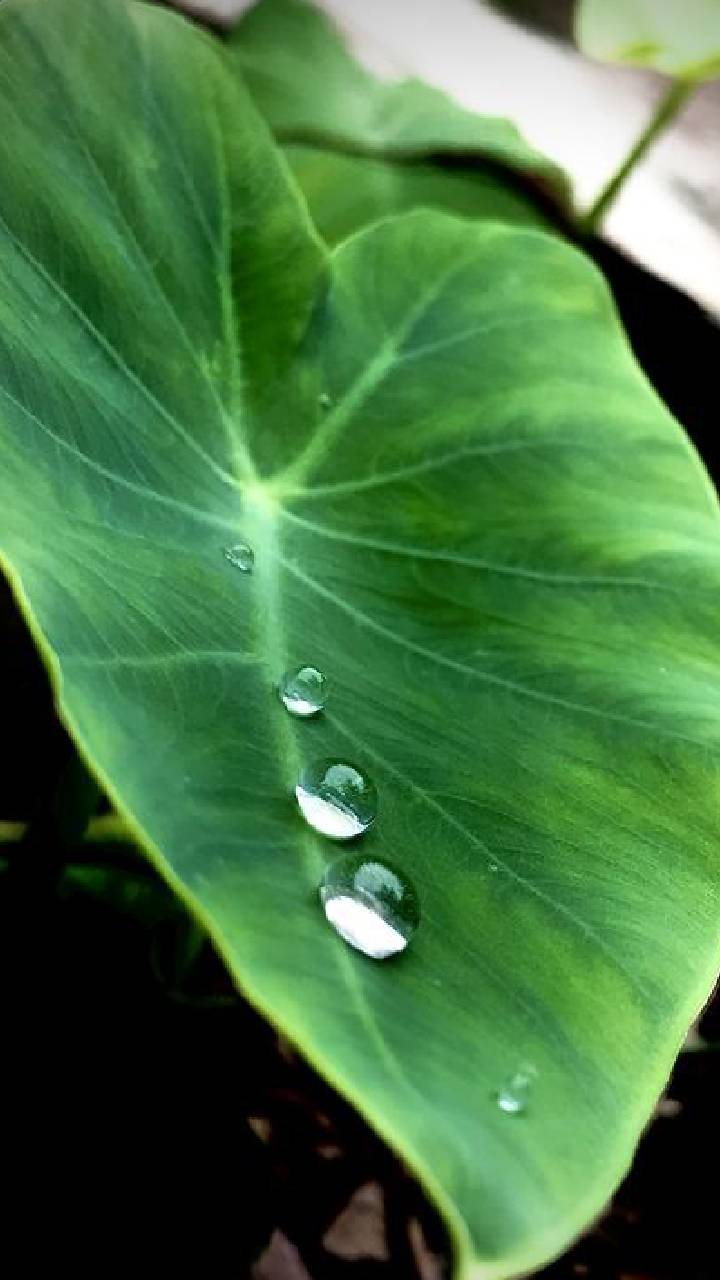 या हिरव्या पानामध्ये इम्यूनिटीचा 80% डोस, रक्ताची कमतरता होते दूर - alu ...