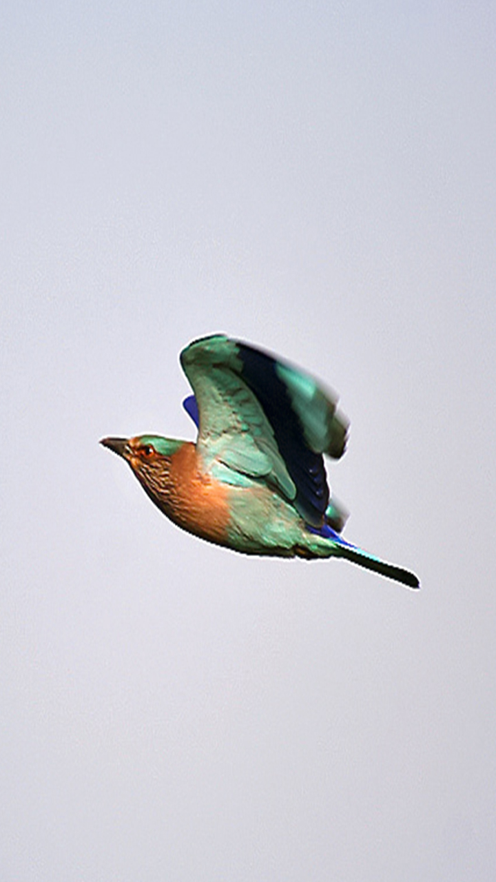 Neelkanth Bird Flying Neelkanth Bird Hi Res Stock Photography And