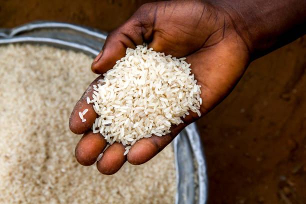 Is ration rice good for health? Know its benefits and nutrients