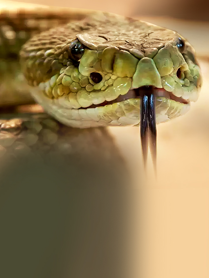 Tips to prevent snakes from entering your home | ಮಳೆಗಾಲದಲ್ಲಿ ಹಾವು ...