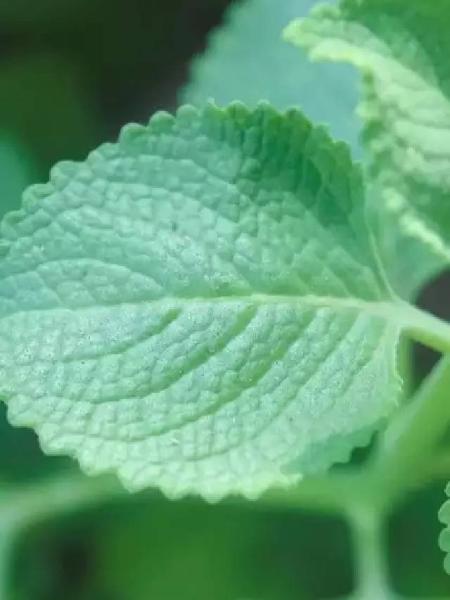 Mexican Mint: Tips to grow it at home | Asianet Newsable