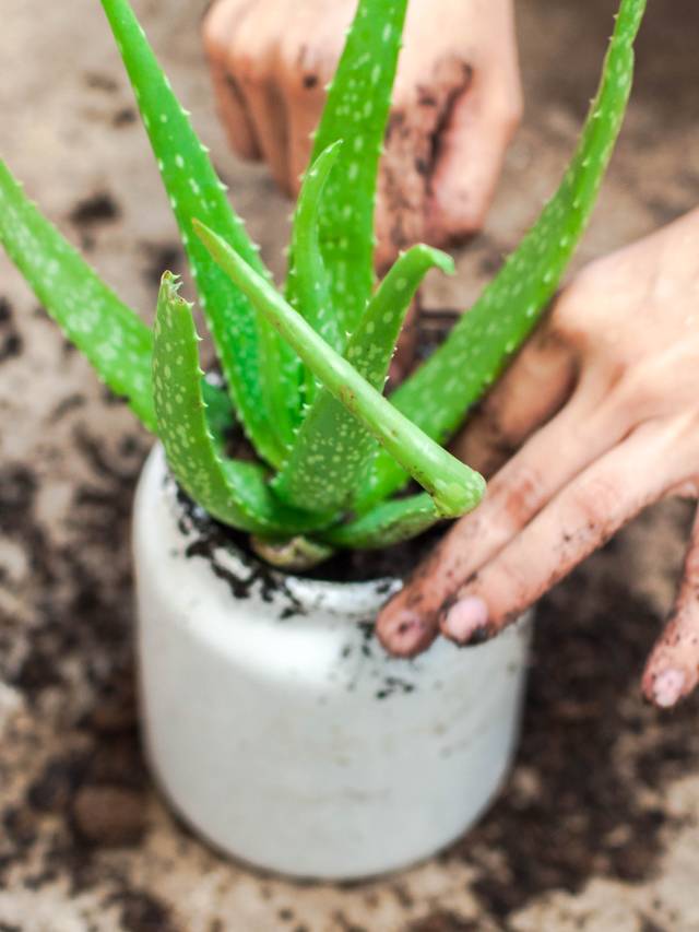 How to grow aloe vera at home: Essential tips and tricks- Asianet Newsable