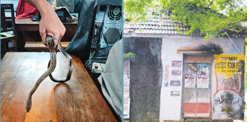 malappuram dde office employee bitten by snake: ഓഫീസ് പൂട്ടുന്നതിനിടെ കയ്യിലൊരു മുറിവ് ...
