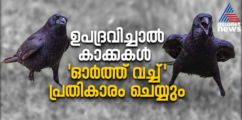 Crows can remember human face and take revenge: ഉപദ്രവിച്ചാല്‍ കാക്കകള് ...