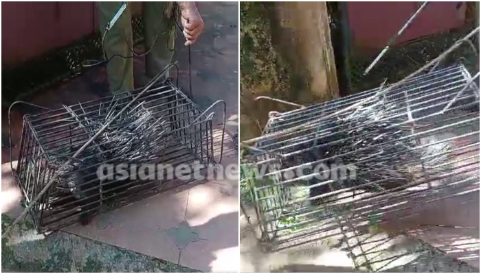 indian crested porcupine found from attingal trivandrum പാതിരാത്രിയി ...
