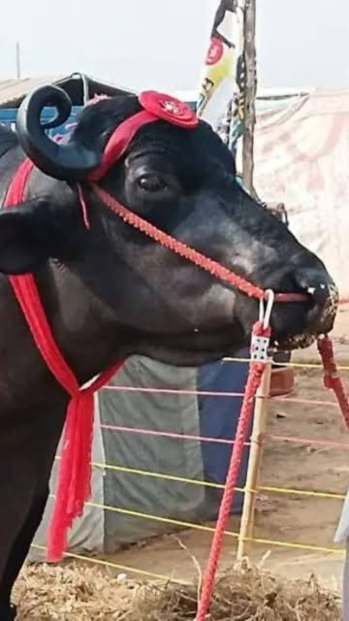 Buffalo worth Rs 23 crore at Pushkar International Animal Fair 2024 ...