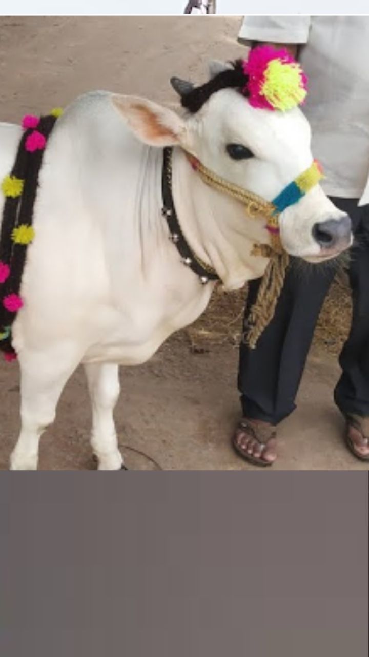 THIS is the world's smallest cow; Check price, milk benefits and more ...