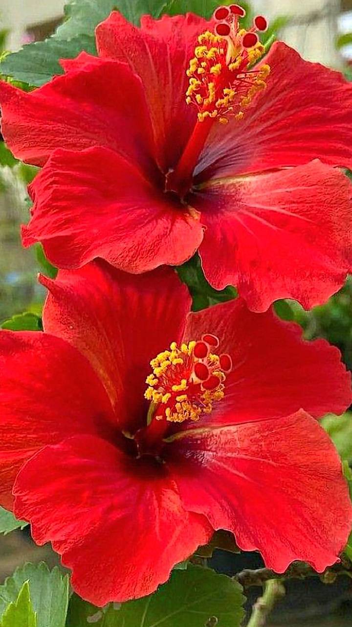 Unlock the Power of Dasavala Flowers for a Flawless Complexion: ದಾಸವಾಳ ...