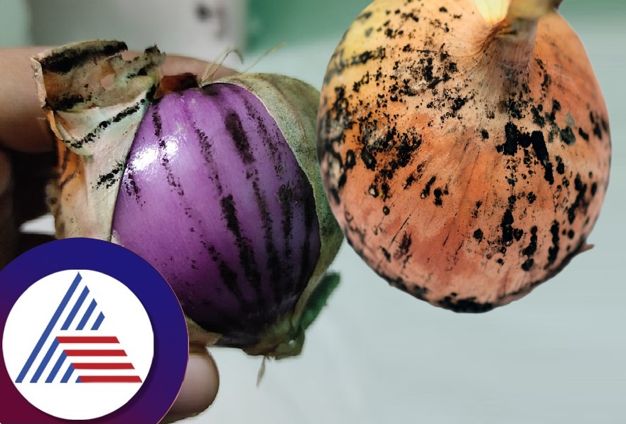 Black dust-like spots on Onions: What they are and why you should care ...