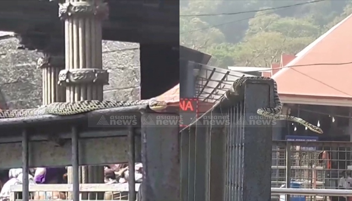 Sabarimala pilgrimage LATEST NEWSSnake near 18 divine steps of ...
