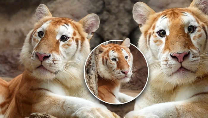 Ava the golden tiger steals the show after Moo Deng's viral moment; See ...