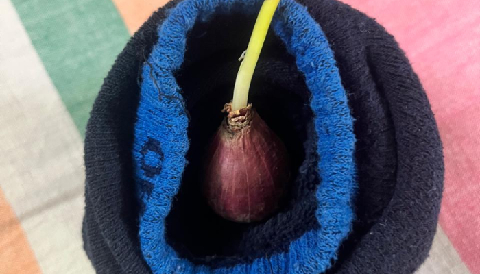 পেঁয়াজ তো এতদিন শুধু খেয়েছেন, মোজার মধ্যে রেখে ঘুমোলে কী হয় জানেন ...