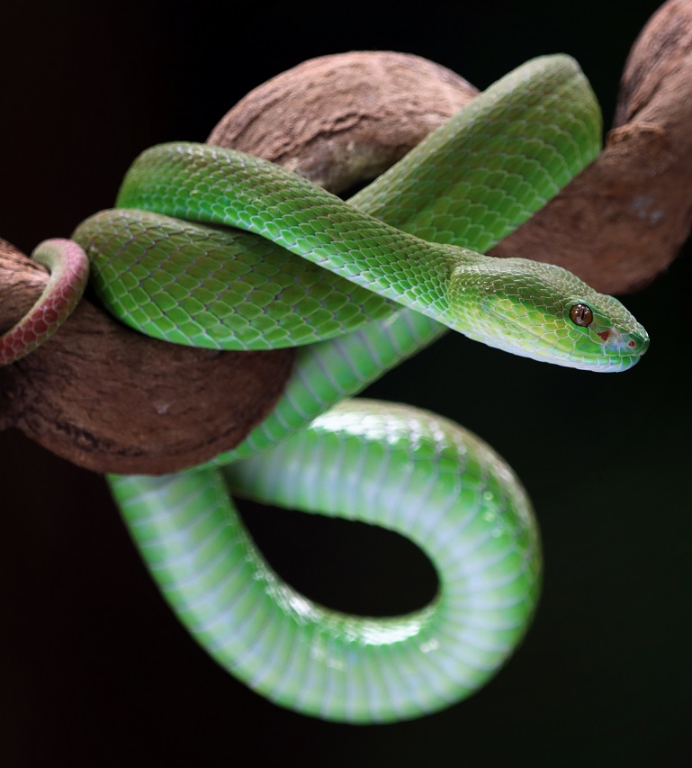 What Do Dreams About Snakes Really Mean?- Asianet Newsable