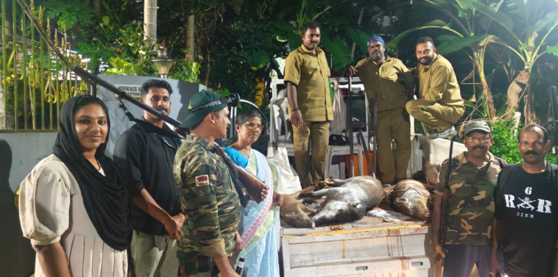 Attingal municipality shot and killed the wild boars under the health ...