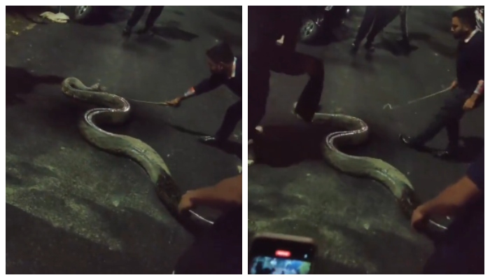 मुलींच्या वसतिगृहाजवळ १७ फूट अजगर सापडला - Asianet News Marathi