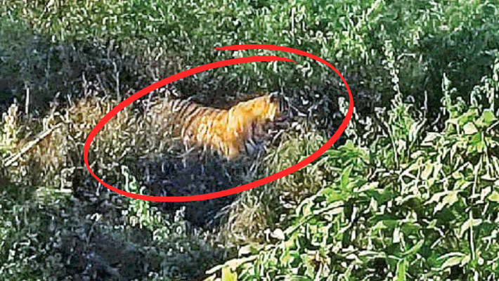 लखनऊ : रहमान खेड़ा में बाघ का आतंक! सांड पर हमला, दहशत में गांव | Up ...