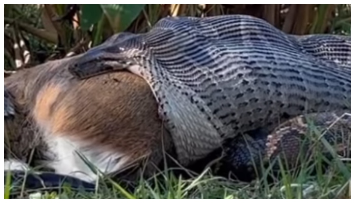 Watch Video: കൂറ്റനൊരു മാനിനെ വിഴുങ്ങി, പിന്നെ അങ്ങോട്ടുമില്ല ...