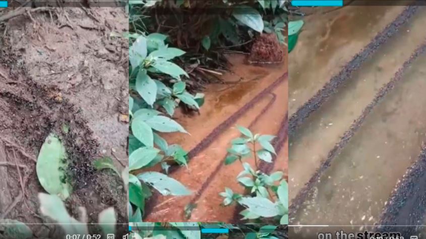 See Ants Build Bridges Over Water: ಹೊಳೆ ದಾಟಲು ನೀರಿನ ಮೇಲೆ ಸೇತುವೆ ಕಟ್ಟಿದ ...