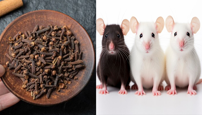 चूहों को आंतक अब होगा खत्म, छोटी सी लौंग से करें ये आसान उपाय ...