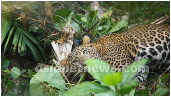 leopard kannur : കണ്ണൂരിൽ ജനവാസ മേഖലയിലെ കേബിൾ കെണിയിൽ പുലി കുടുങ്ങി, മുഴക്കുന്ന് പഞ്ചായത്ത് ...