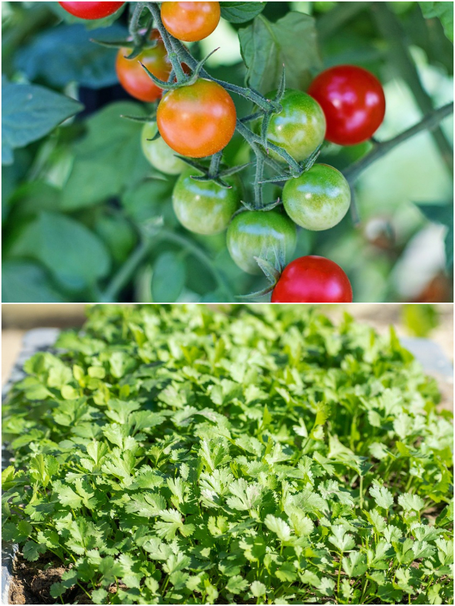 Cherry tomatoes to Coriander: 5 veggies that can be grown in a balcony ...