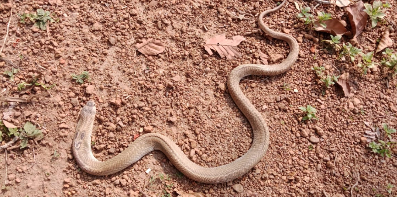 Snake in The Playground: Kids Use Snake as Skipping Rope, Girl Catches ...