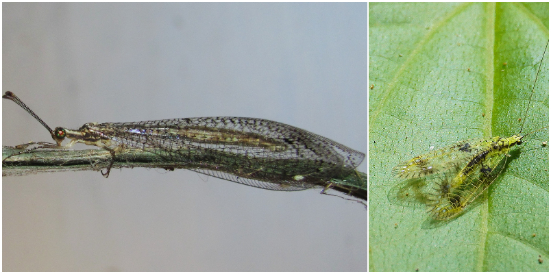 two rare Order Neuroptera species, Glenochrysa zeylanica and Indophanes ...