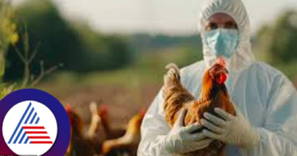 Bird Flu బర్డ్ప్లూ వస్తే మనుషులు చనిపోతారా ఎలా వ్యాపిస్తుంది