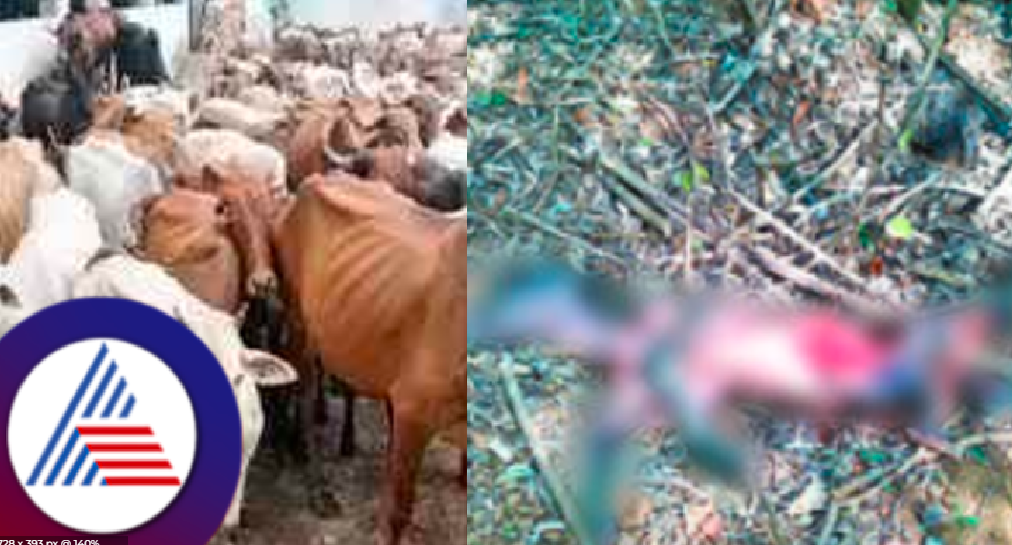 Karnataka police detain 5 for brutal slaughter of pregnant cow, calf in Uttara Kannada - Asianet ...