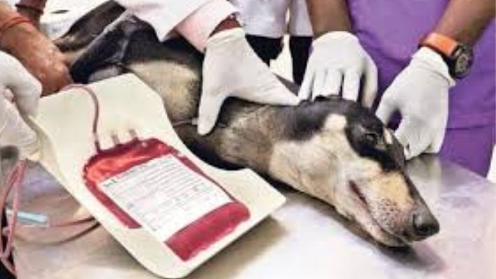 यहां इंसान नहीं कुत्ते करते हैं ब्लड डोनेट, कईयों की जिंदगी बचाते हैं ये बेजुबान - alwar news ...