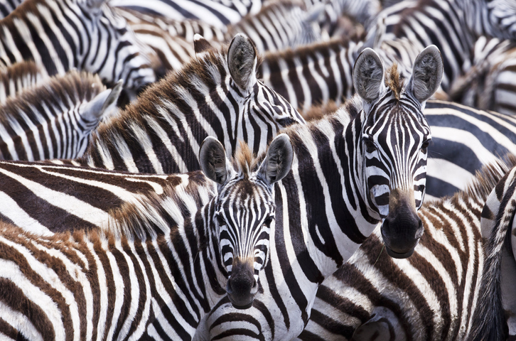 International Zebra Day 2025: 7 fascinating facts about the animal ...