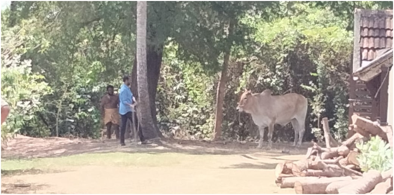 bull attack housewife stabbed | കശാപ്പിനായി കൊണ്ടുവന്ന കാള വിരണ്ടോടി ...