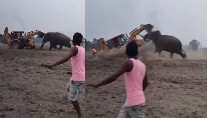 Wild Elephant ಓಡಿಸಲು ಬಂದ ಜೆಸಿಬಿಗೆ ಗುದ್ದಿದ ಮದಗಜ; ಮುಂದೇನಾಯ್ತು? ವಿಡಿಯೋ ...