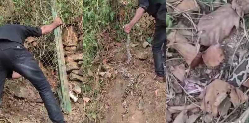 worker was bitten by a python while tapping in a rubber plantation in trivandrum:റബര് ...