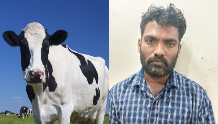 Cow shed keeper arrested: പുറമേയ്ക്ക് ഗോശാല 'സൂക്ഷിപ്പുകാരന് ...