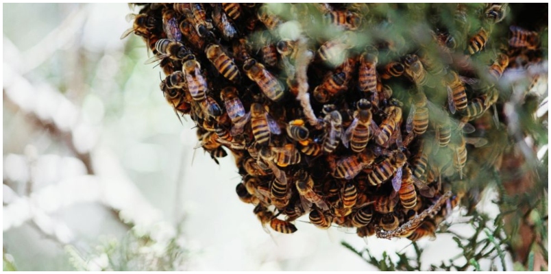 Bee attack during funeral മൃതദേഹം സംസ്കരിക്കാൻ ചിതയ്ക്ക് തീ ...