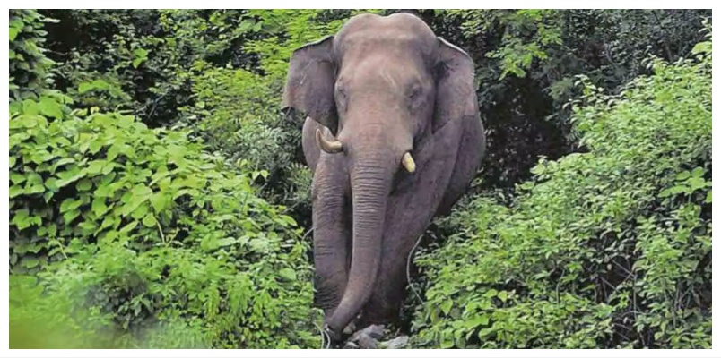 Elephants have a hundred times more cells than humans, yet they don't ...